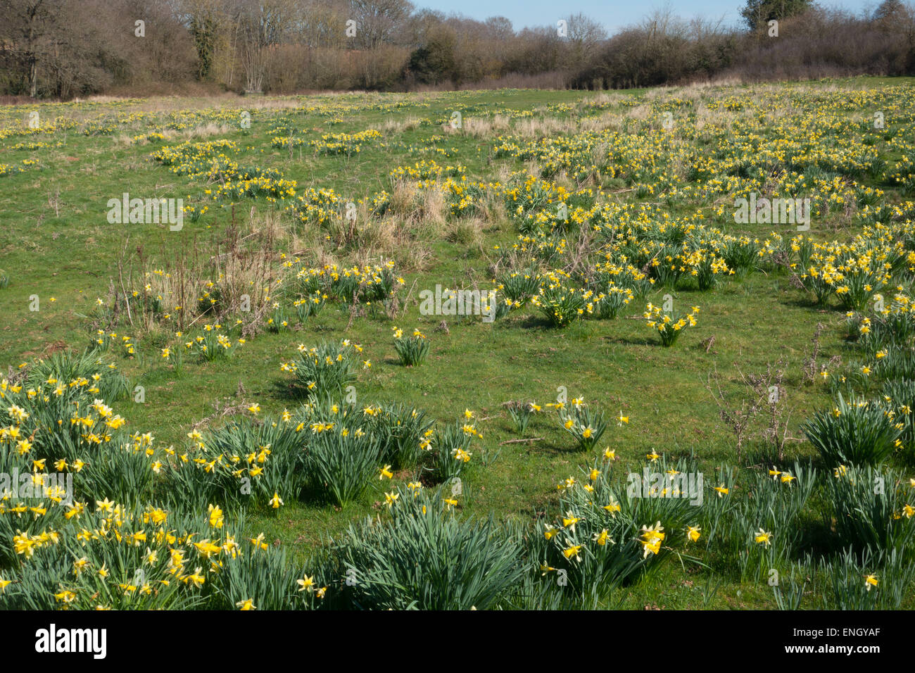 Wild daffodils on the edge of Dymock Woods in the Forest of Dean ...