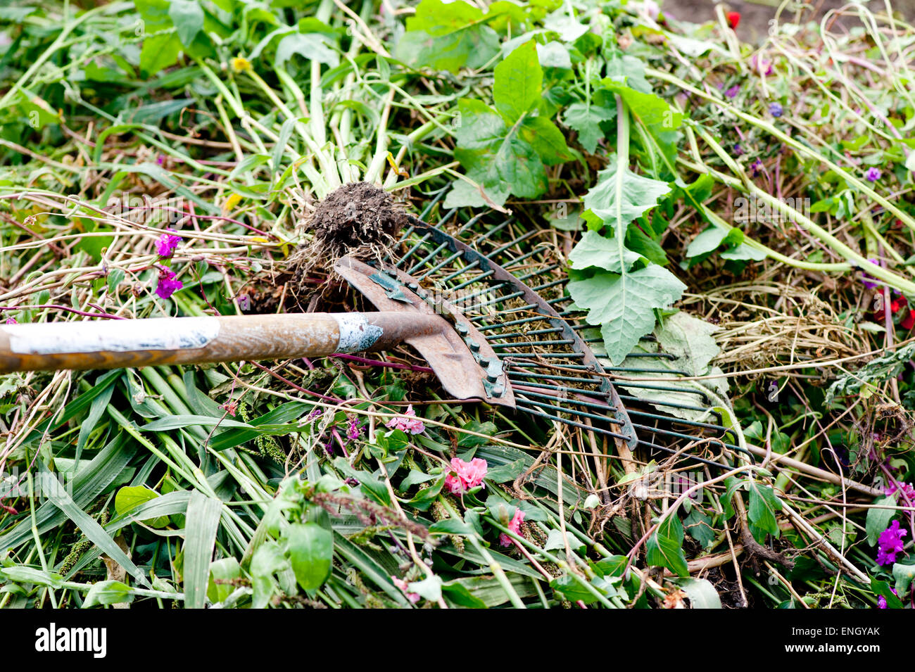 Rake lying on grass in the garden Stock Photo - Alamy