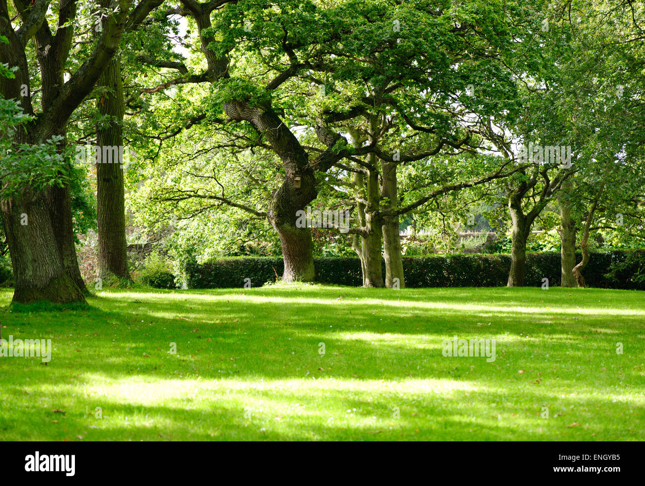 Sunshine in the forest on a nice summer time Stock Photo - Alamy
