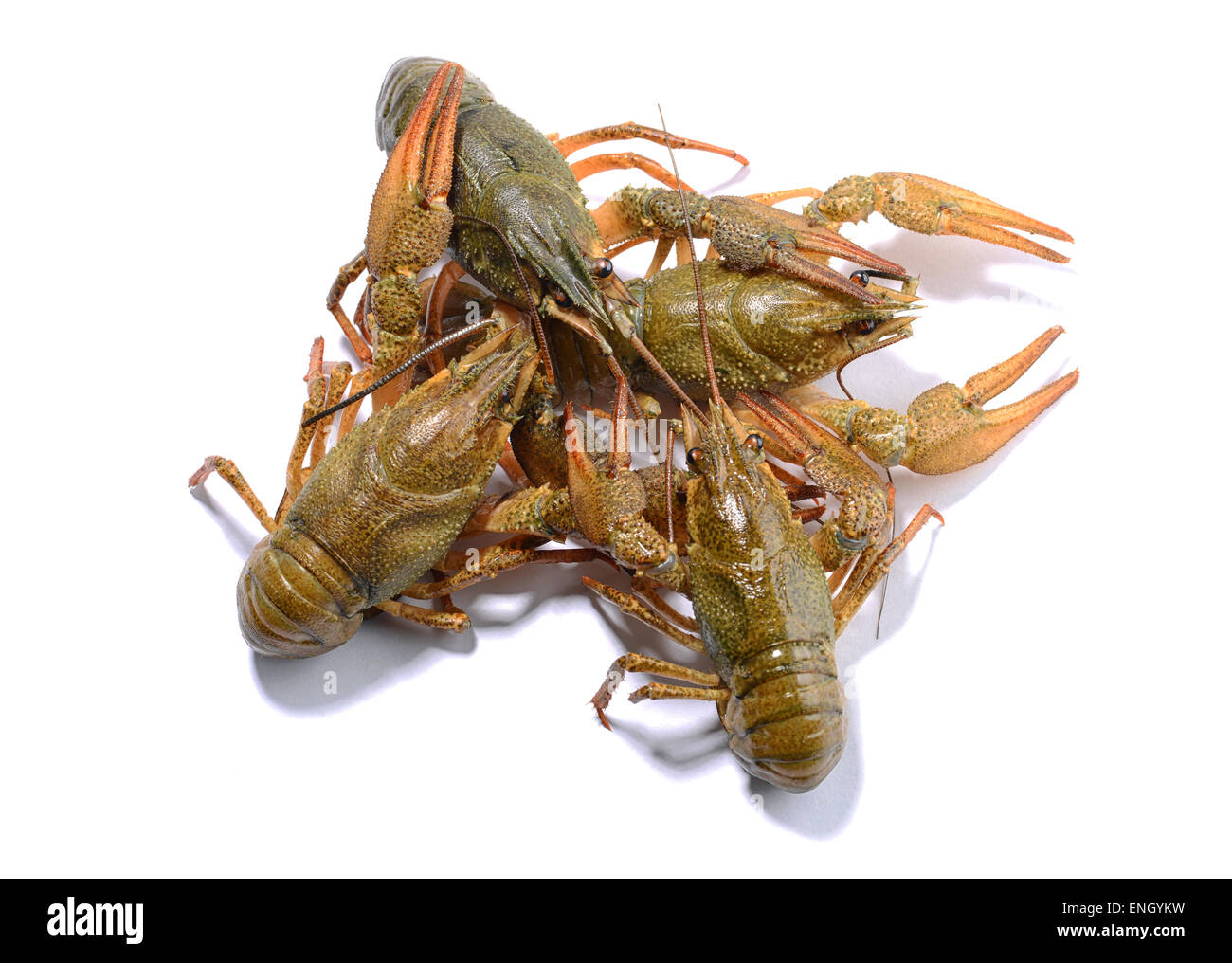 alive crayfish isolated on the white background Stock Photo - Alamy