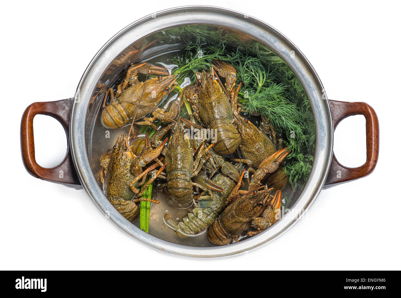Russian Freshwater Crayfish High Resolution Stock Photography and ...