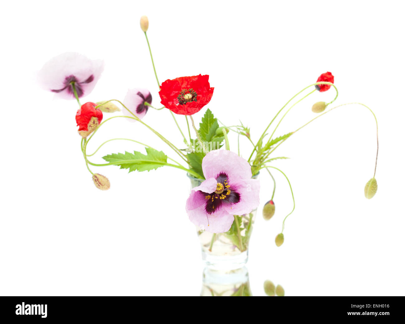 Pink white drooping flower hi-res stock photography and images - Alamy