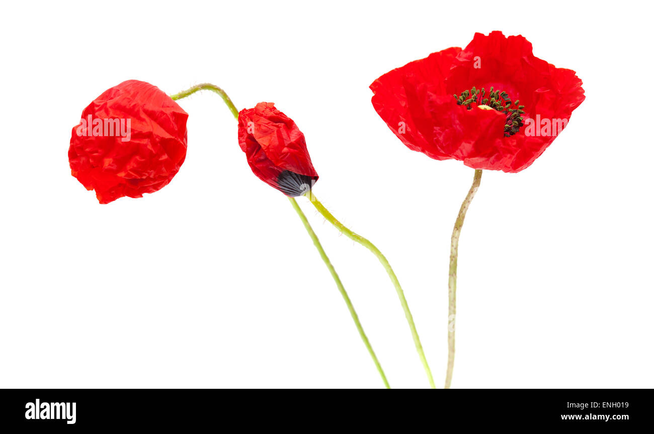 red poppies isolated on white Stock Photo - Alamy