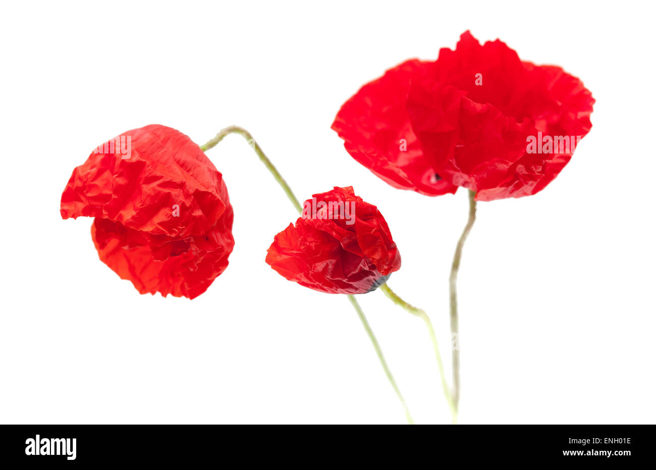 Three poppies Cut Out Stock Images & Pictures - Alamy