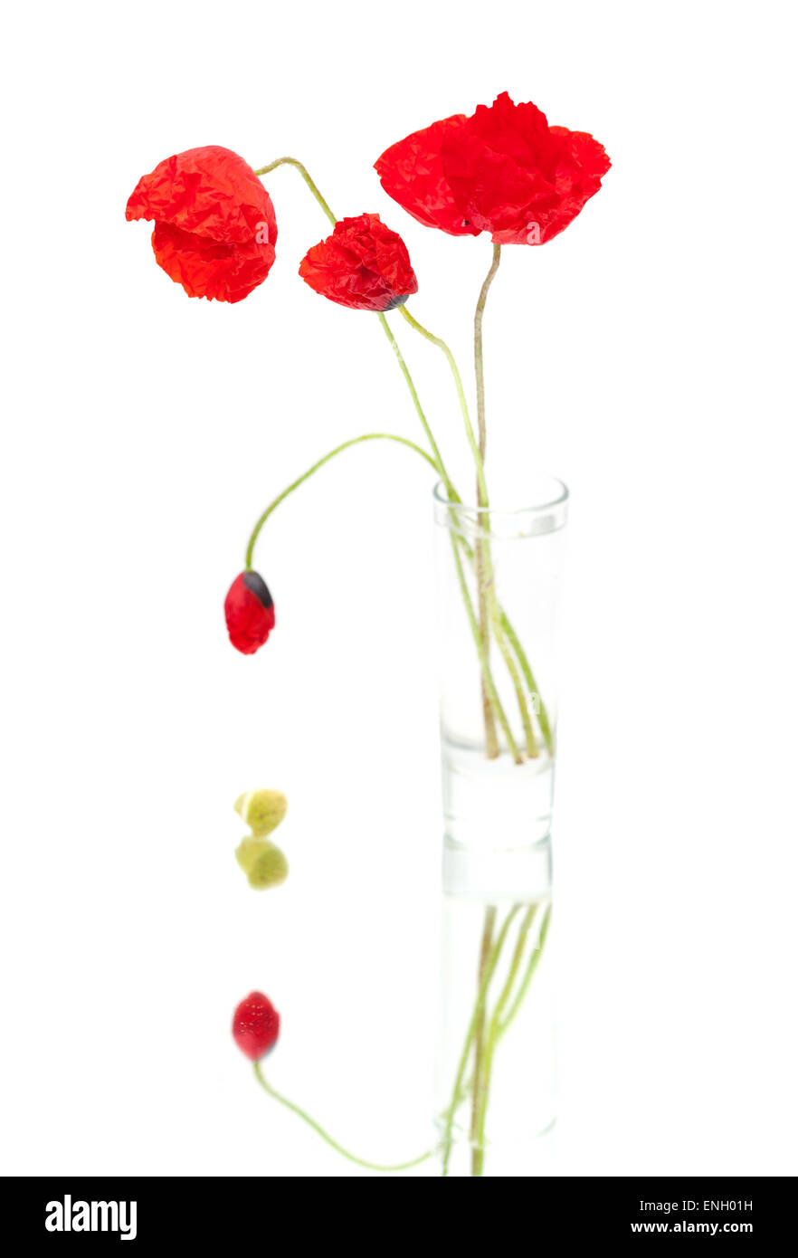 Drooping red poppy hi-res stock photography and images - Alamy