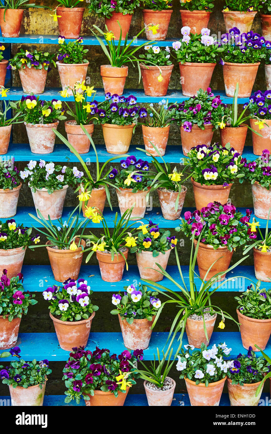 Rows of spring flowers in plant pots on blue shelves at Calke Abbey ...