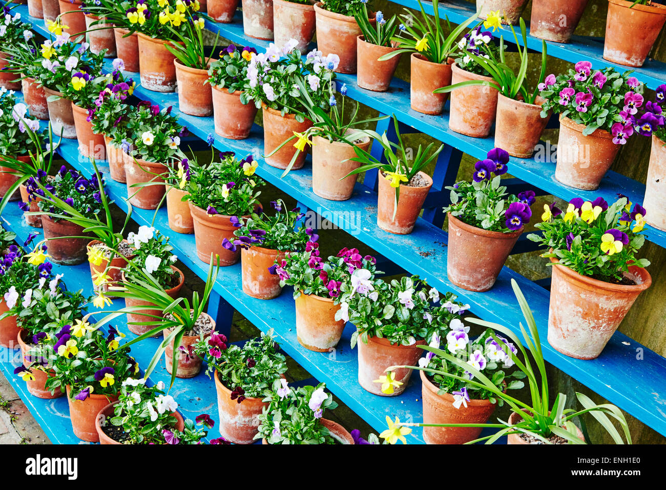 Rows of spring flowers in plant pots on blue shelves at Calke Abbey ...