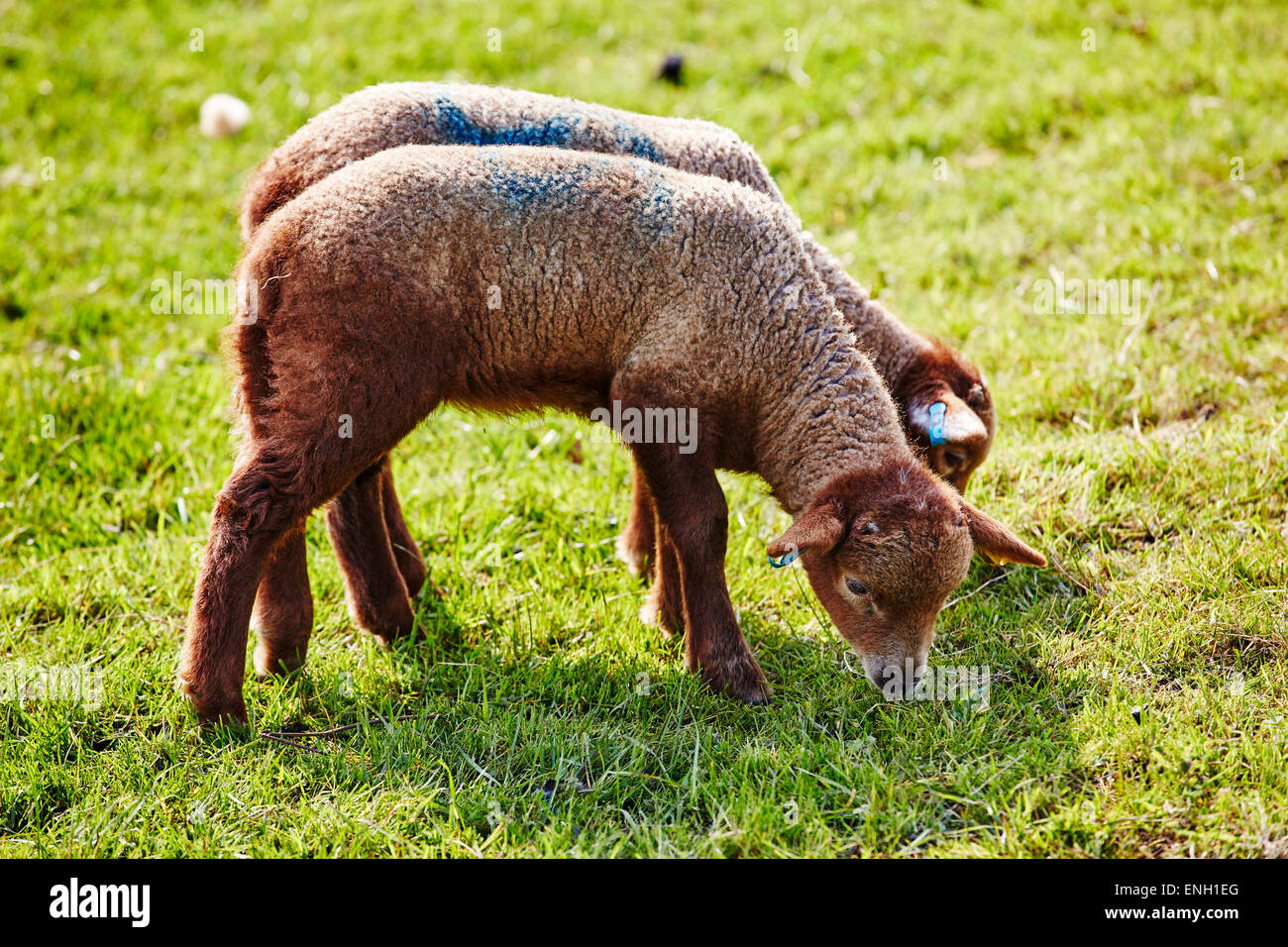 Rare breeds sheep hi-res stock photography and images - Alamy