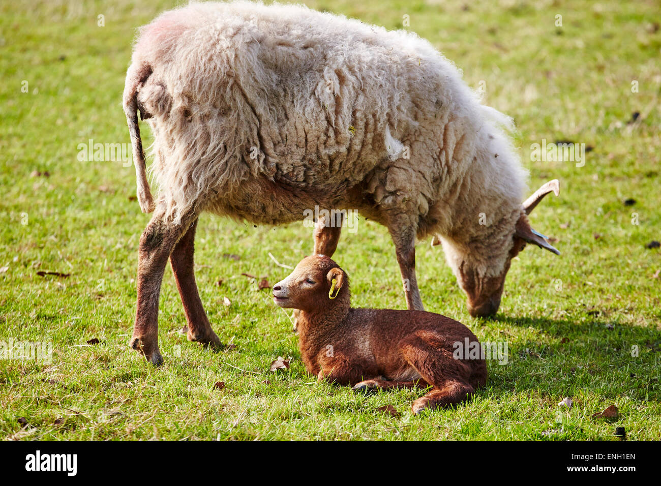 Rare breed sheep hi-res stock photography and images - Alamy