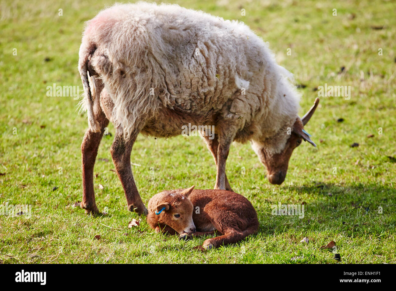 Rare breed Portland sheep and lamb at Calke Abbey, Derbyshire, England ...