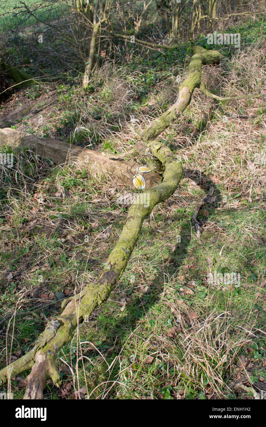 Fallen tree branch and public footbath sign Stock Photo - Alamy