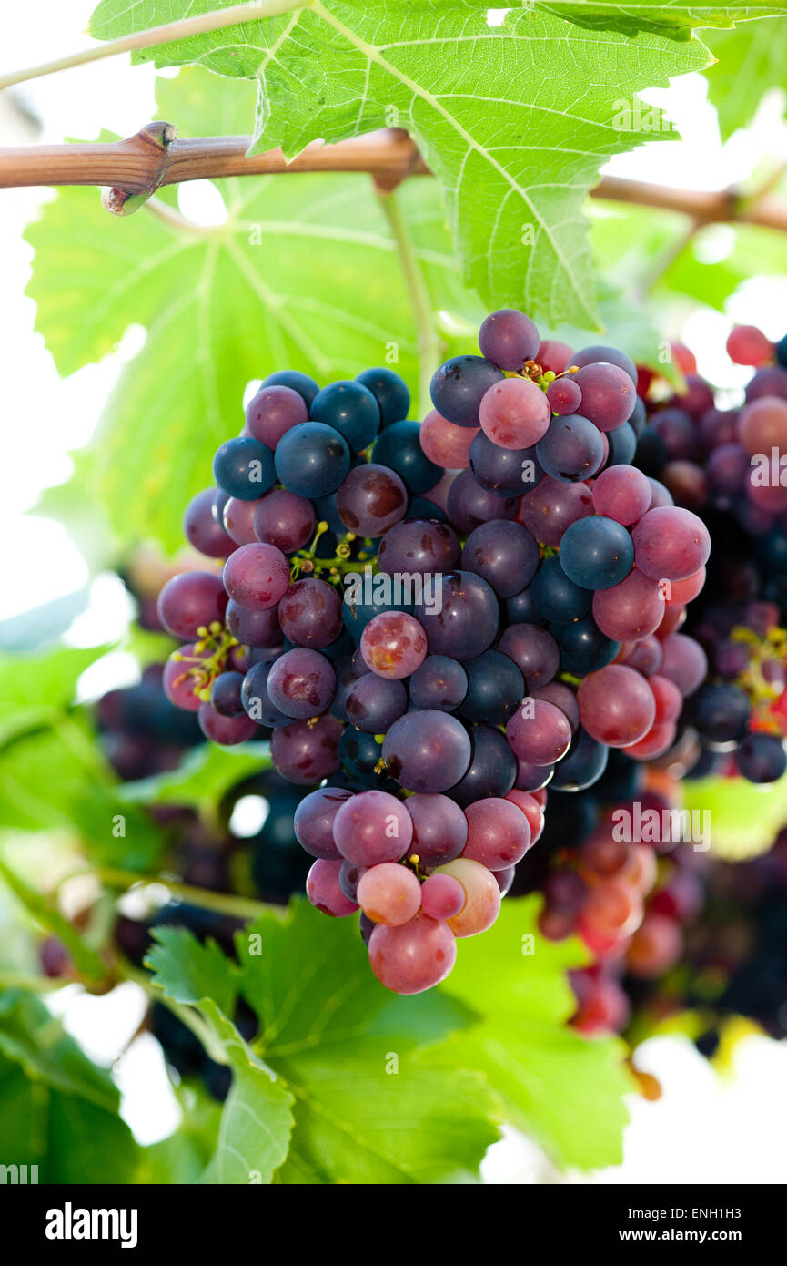 Red grapes in the vineyard Stock Photo - Alamy