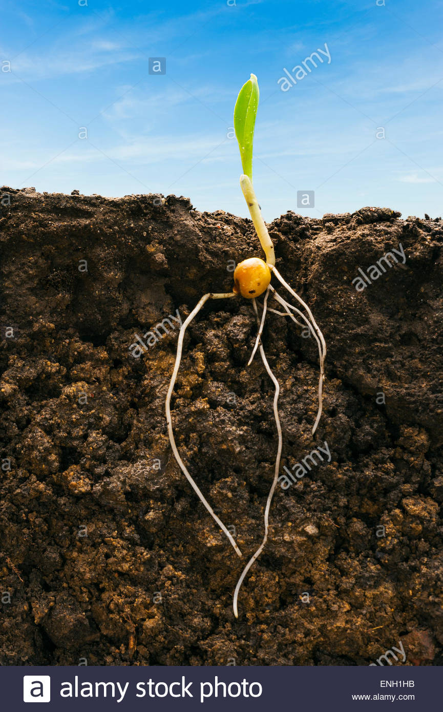 Grain Corn Roots Stock Photos & Grain Corn Roots Stock Images - Alamy