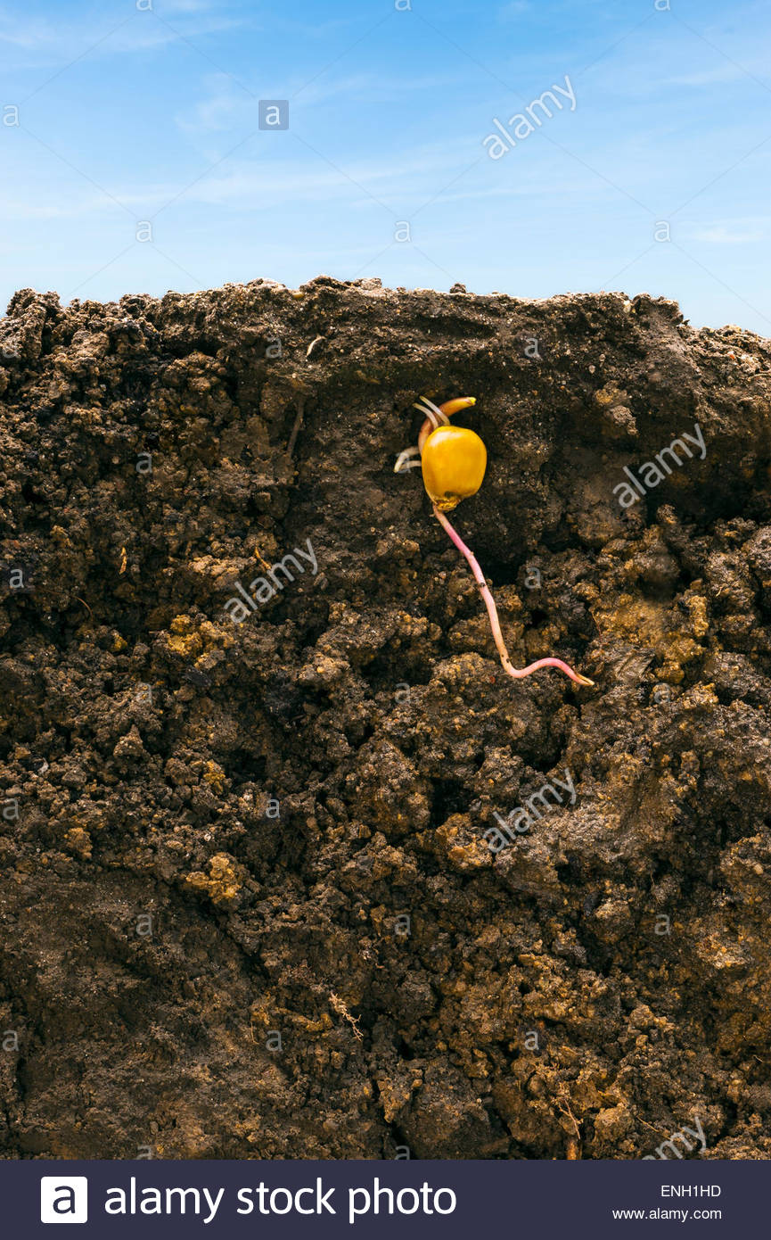 Grain Corn Roots Stock Photos & Grain Corn Roots Stock Images - Alamy