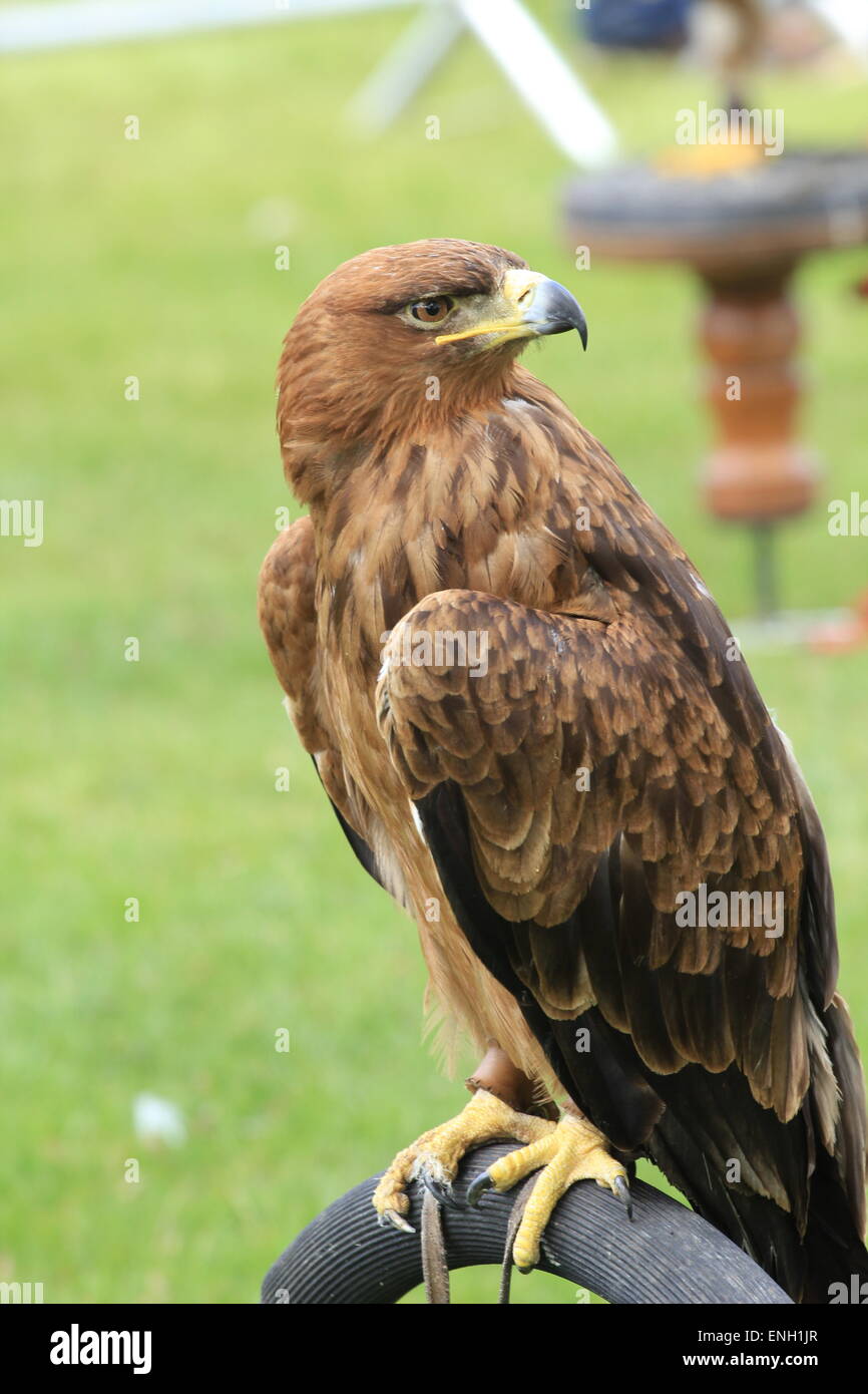 Golden Eagle at National Falconry Show, Newport UK, 2015 Stock Photo ...