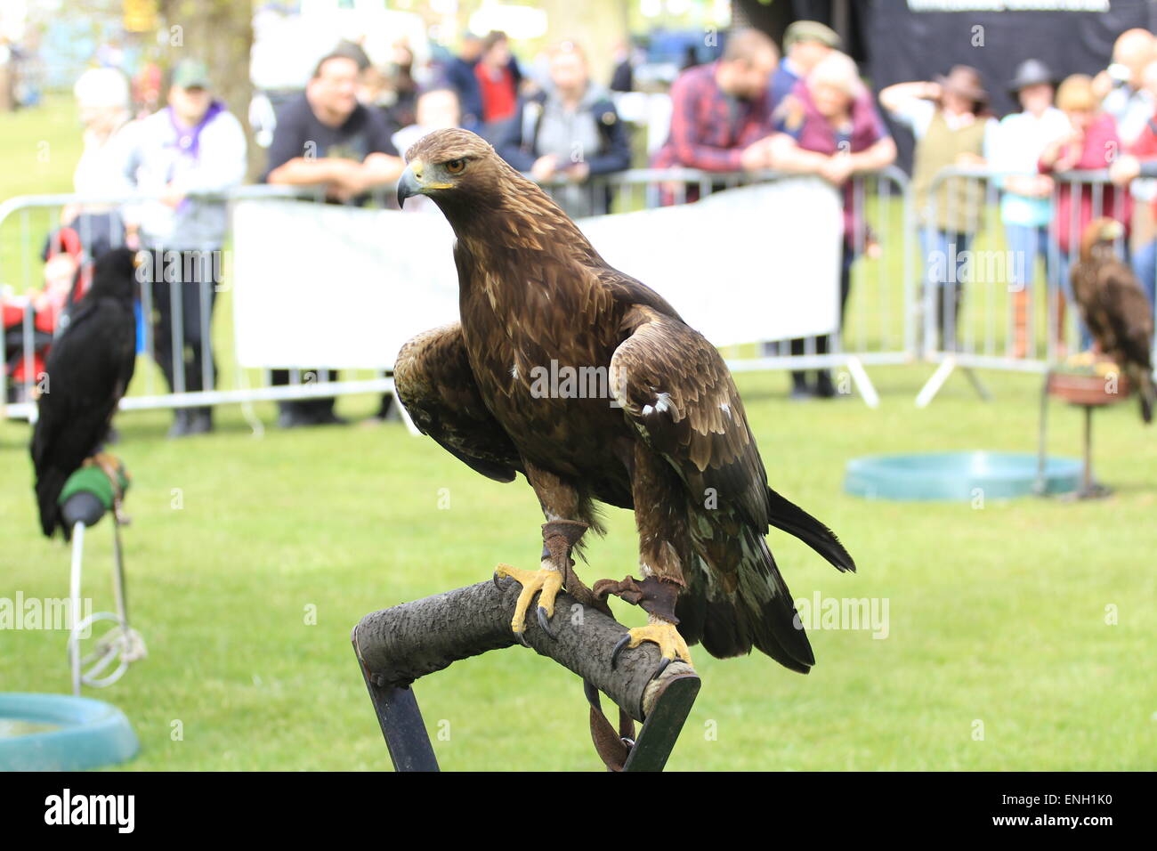 Golden Eagle at National Falconry Show, Newport UK, 2015 Stock Photo ...