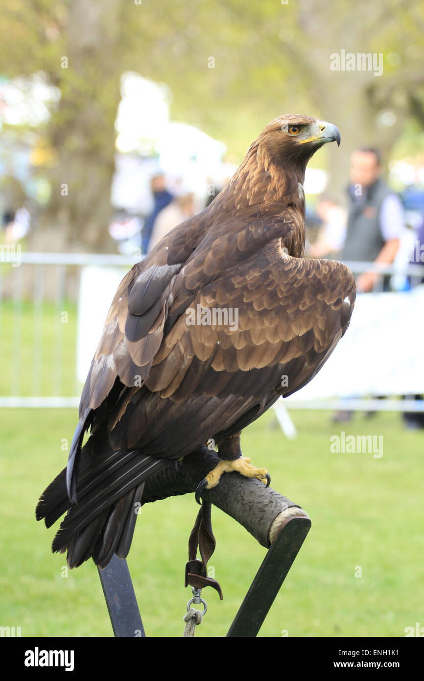 Golden Eagle at National Falconry Show, Newport UK, 2015 Stock Photo ...
