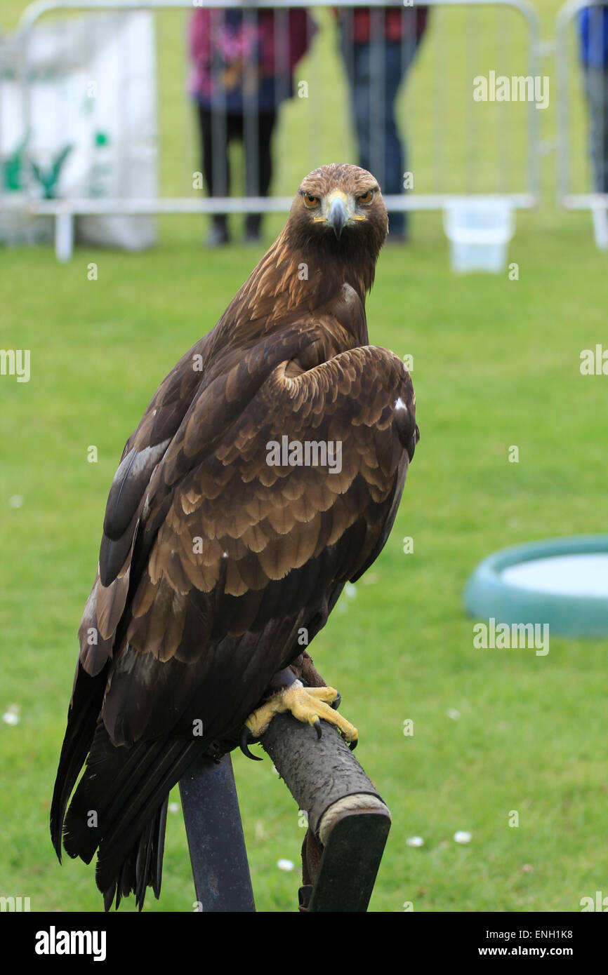 Golden Eagle at National Falconry Show, Newport UK, 2015 Stock Photo ...