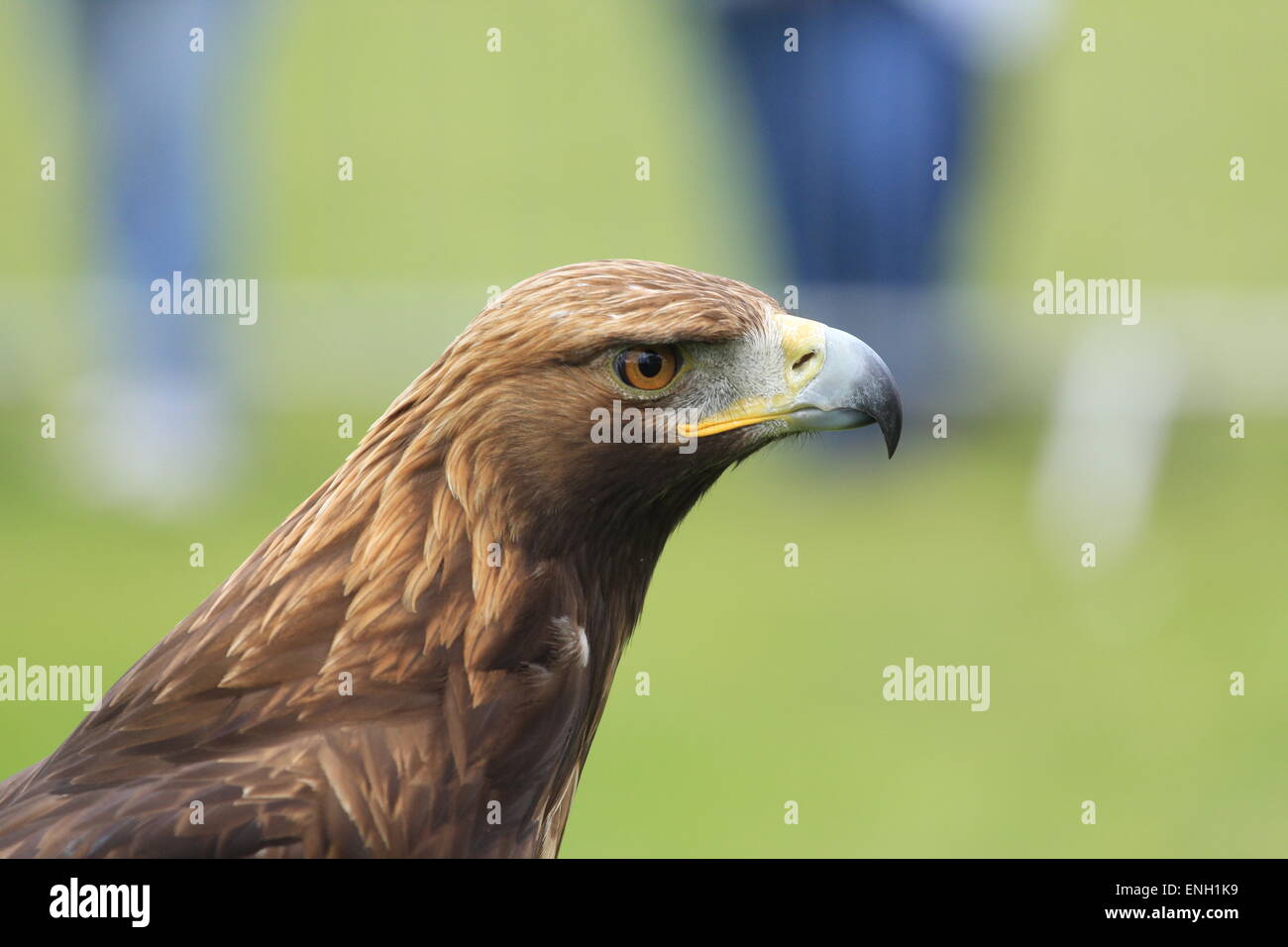 Golden Eagle at National Falconry Show, Newport UK, 2015 Stock Photo ...