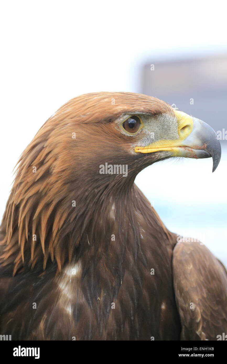 Golden Eagle at National Falconry Show, Newport UK, 2015 Stock Photo ...