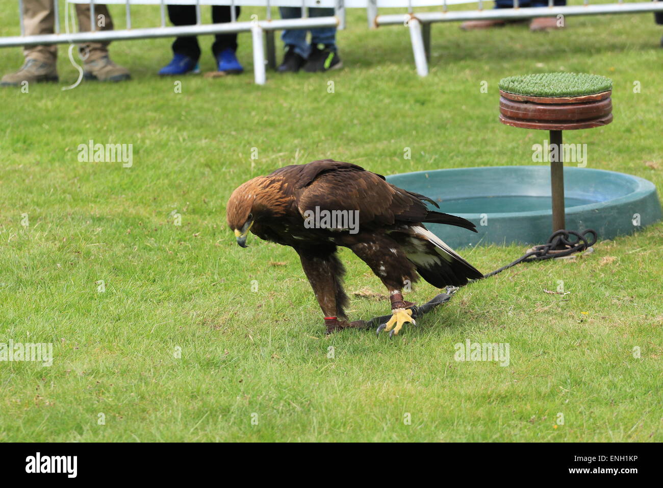 Golden Eagle at National Falconry Show, Newport UK, 2015 Stock Photo ...