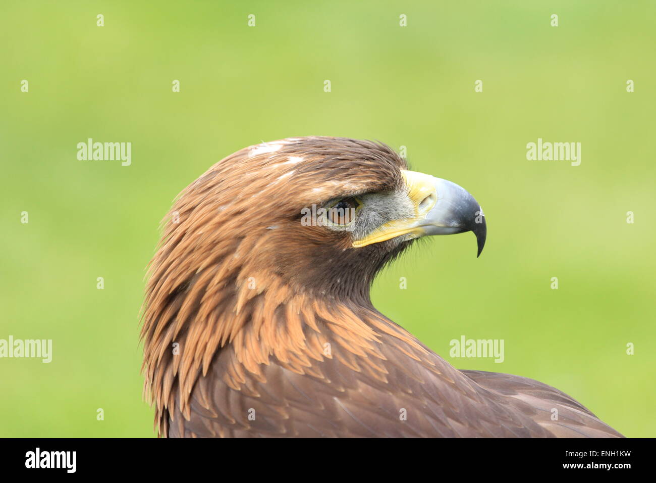 Golden Eagle at National Falconry Show, Newport UK, 2015 Stock Photo ...