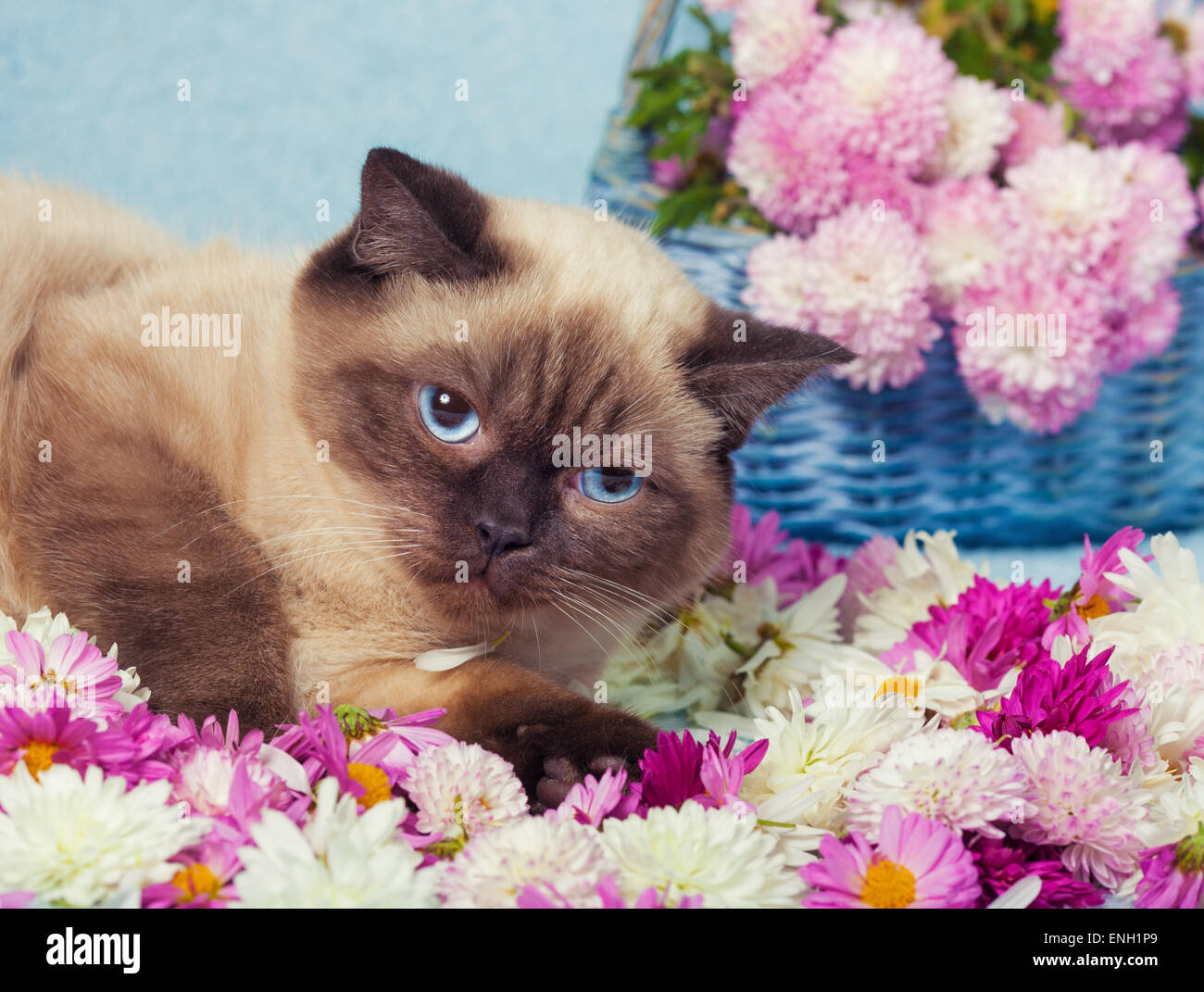 Cute siamese cat have a rest on the flowers Stock Photo - Alamy
