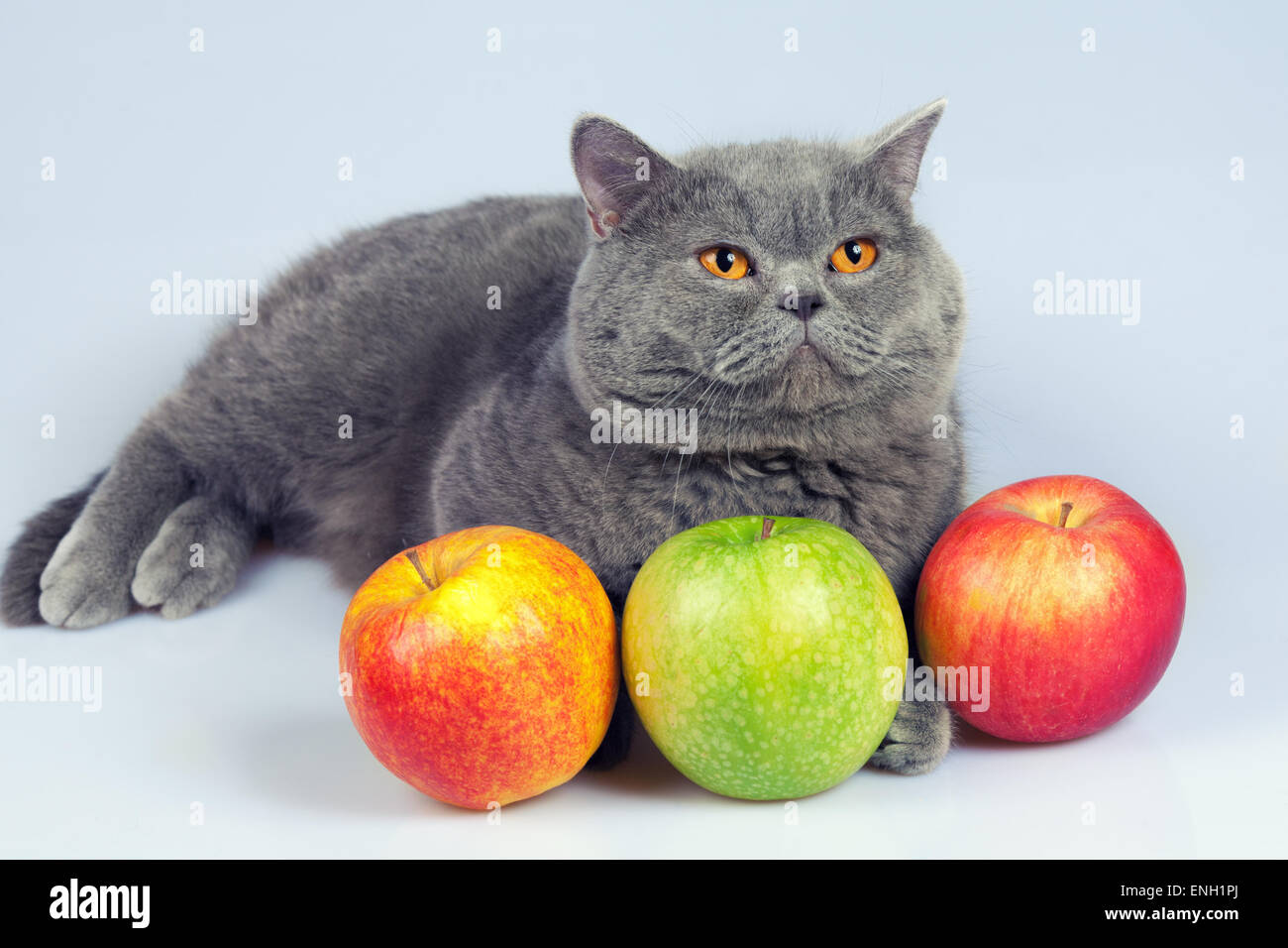 Cute cat with colorful apples Stock Photo - Alamy