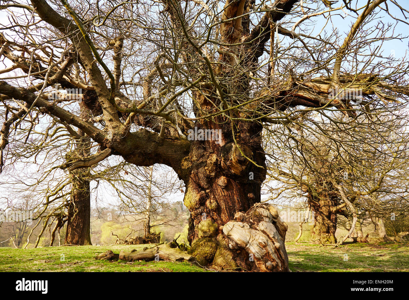 Old oak tree at Calke Abbey, Derbyshire, England, UK Stock Photo - Alamy