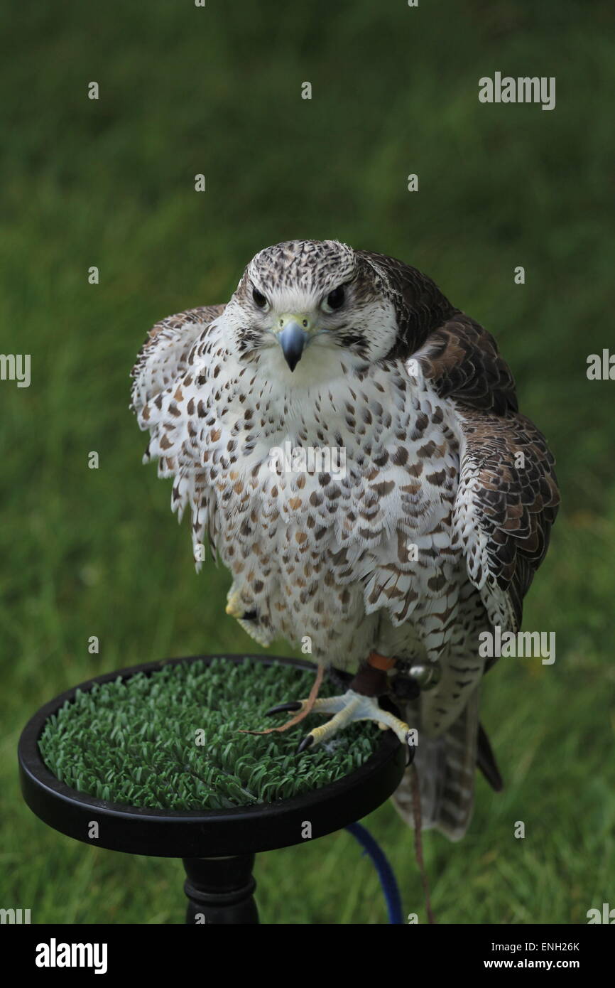 Largest falcon hi-res stock photography and images - Alamy
