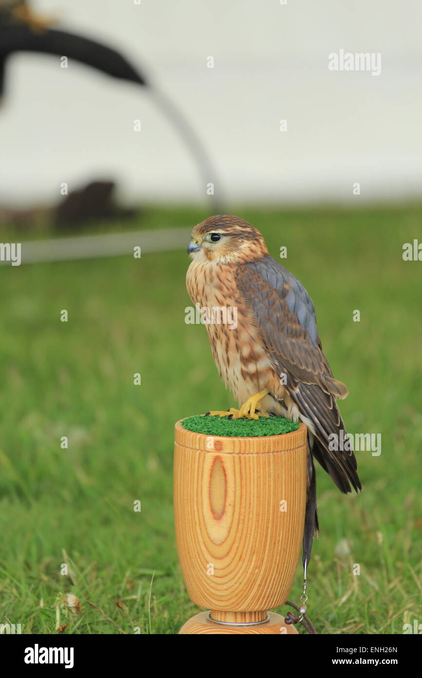 Merlin - Bird of Prey Stock Photo - Alamy
