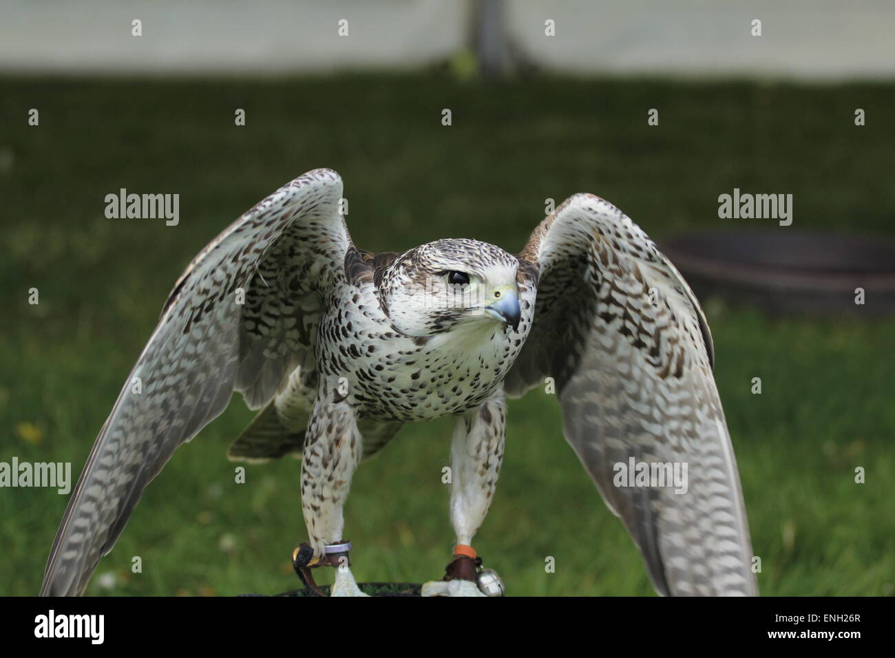 Largest falcon hi-res stock photography and images - Alamy