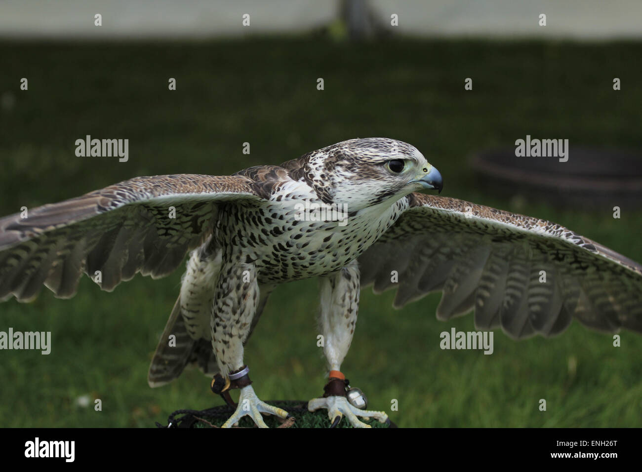 Largest falcon hi-res stock photography and images - Alamy