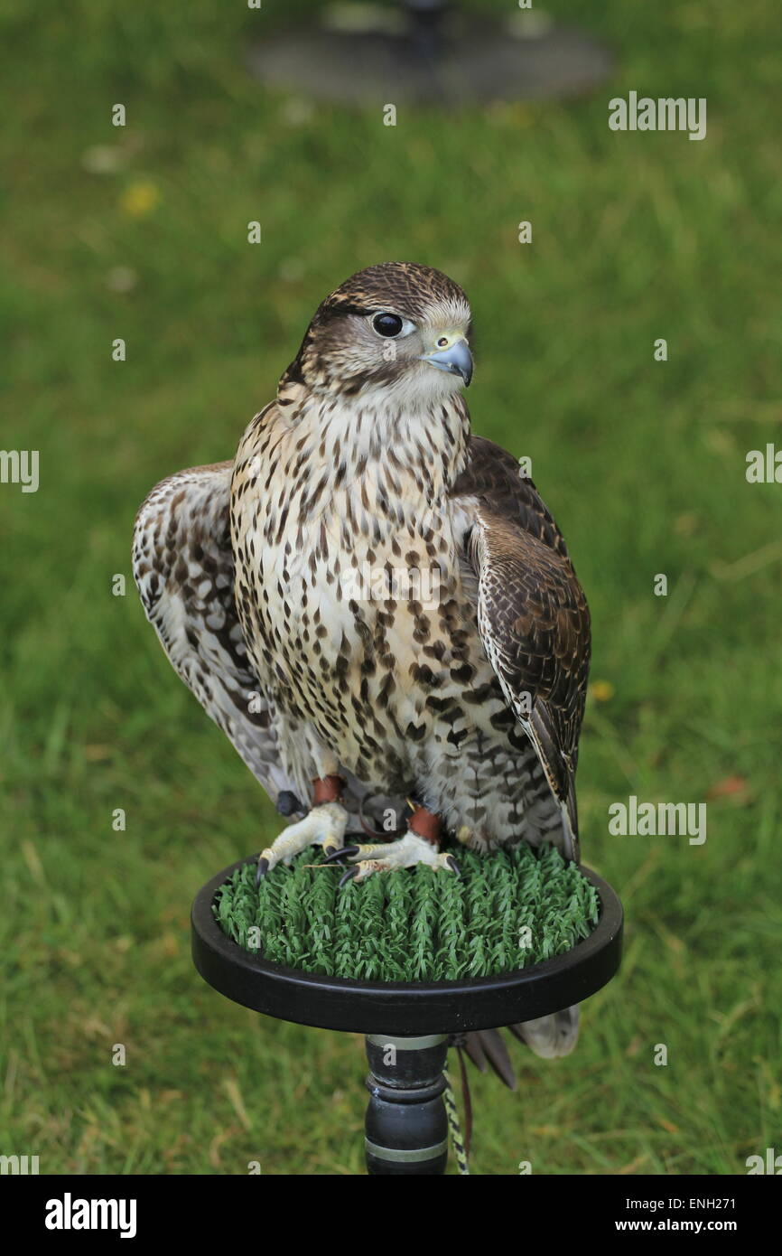 Largest falcon hi-res stock photography and images - Alamy