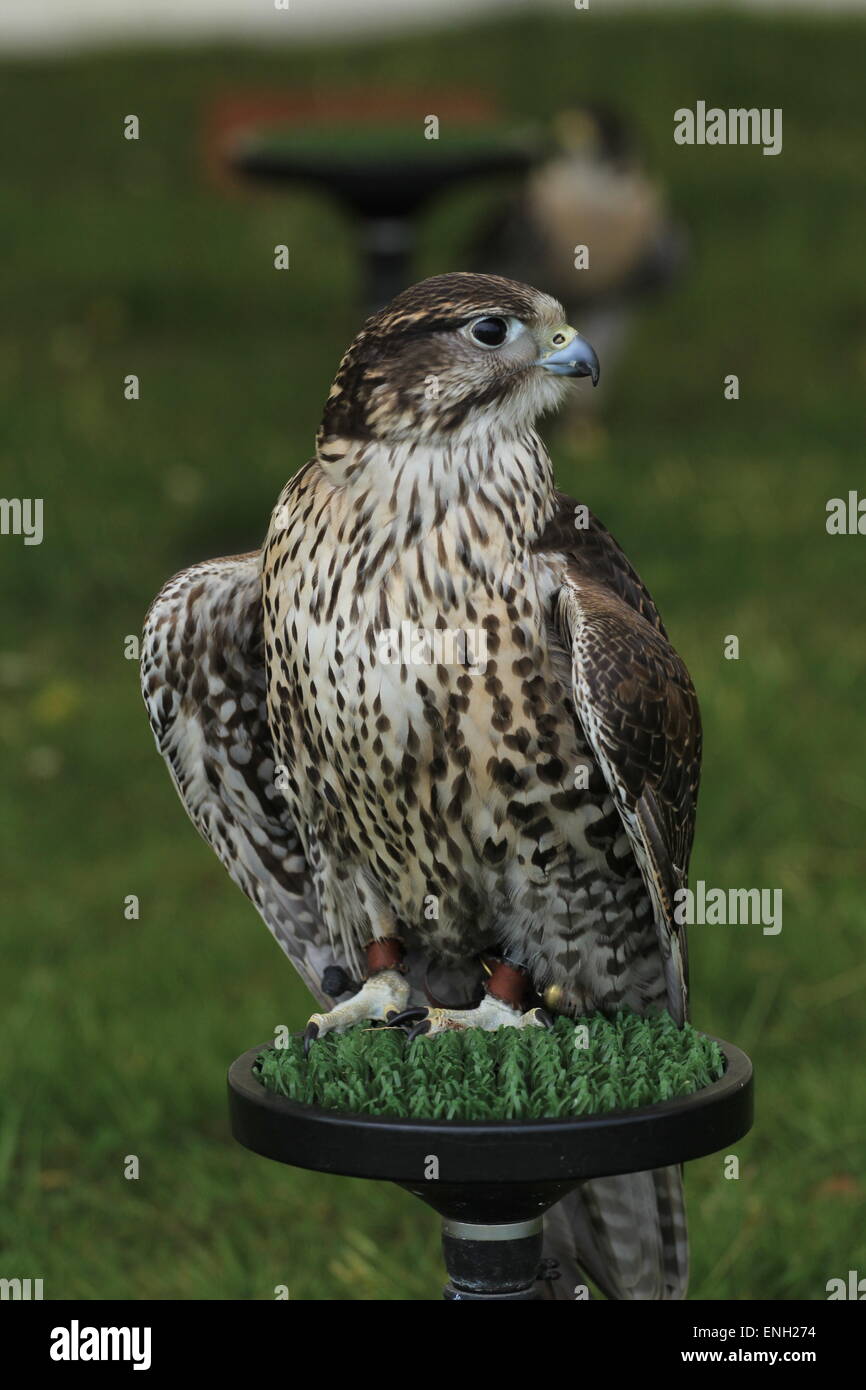 Gyrfalcon hi-res stock photography and images - Alamy