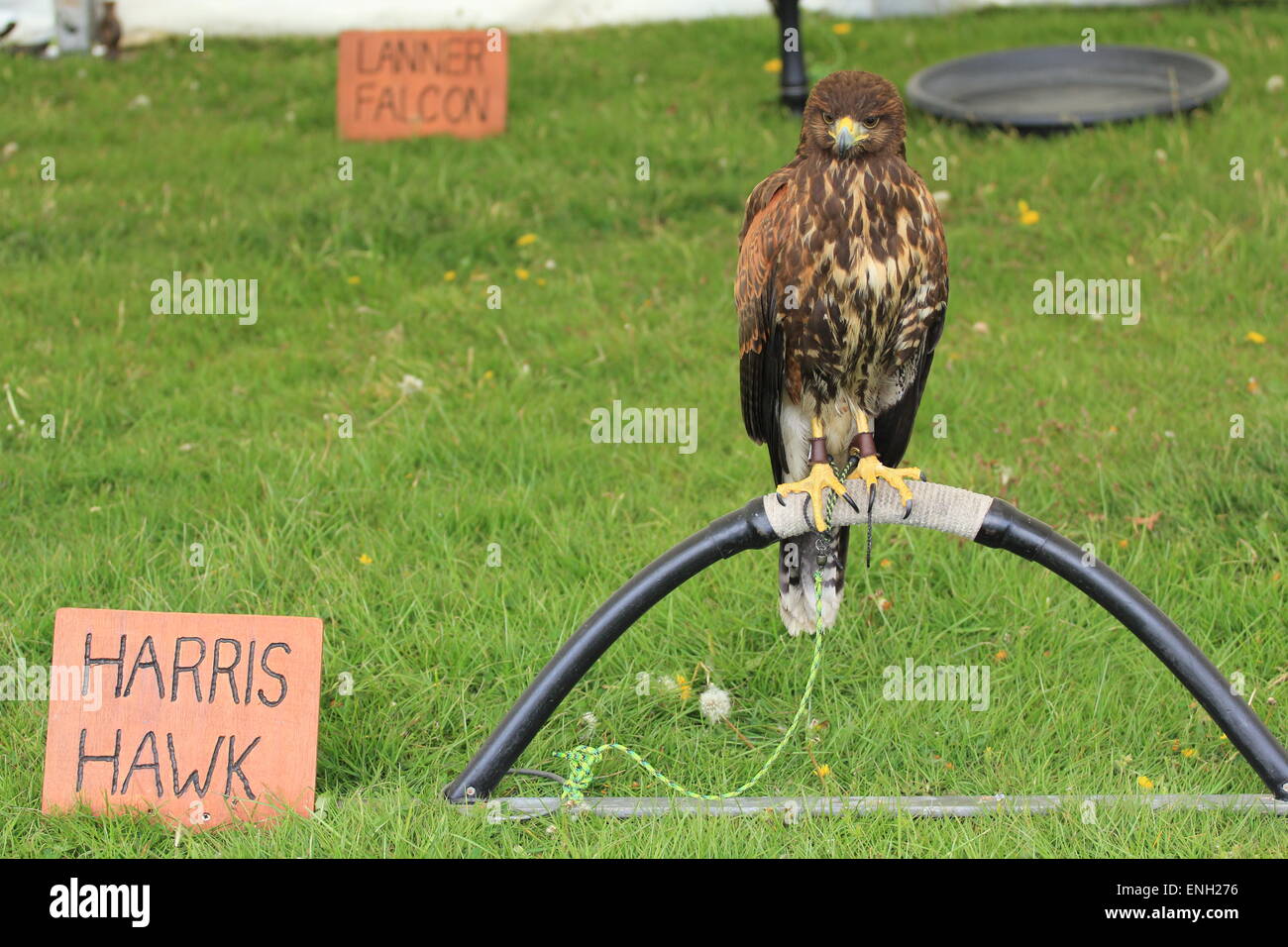 Harris Hawk at National Falconry Show, Newport UK, 2015 Stock Photo - Alamy