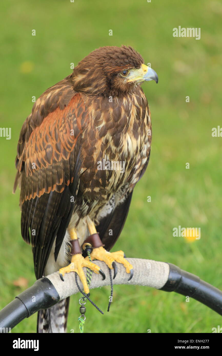Tethered hawk hi-res stock photography and images - Alamy