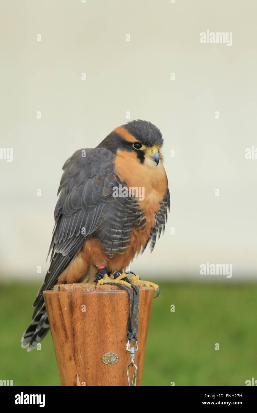 Uk falconry show hi-res stock photography and images - Alamy