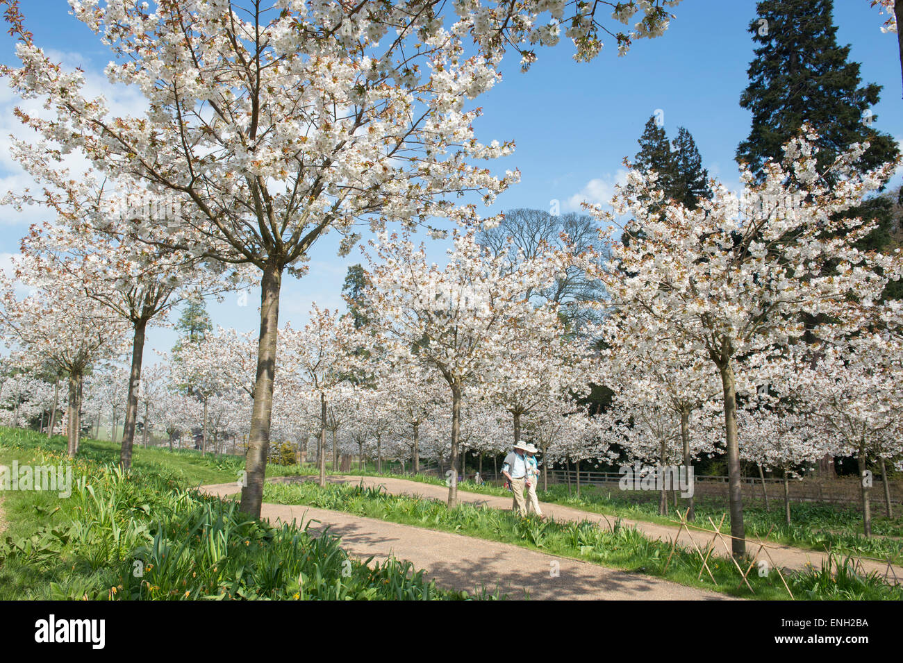 Prunus serrulata Tai Haku. Great white cherry tree orchard at Alnwick ...