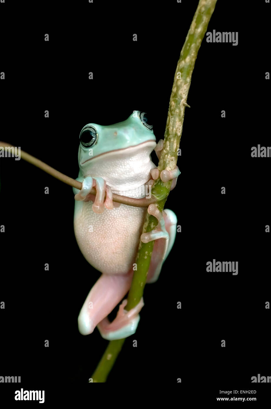 Happy tree frog hi-res stock photography and images - Alamy