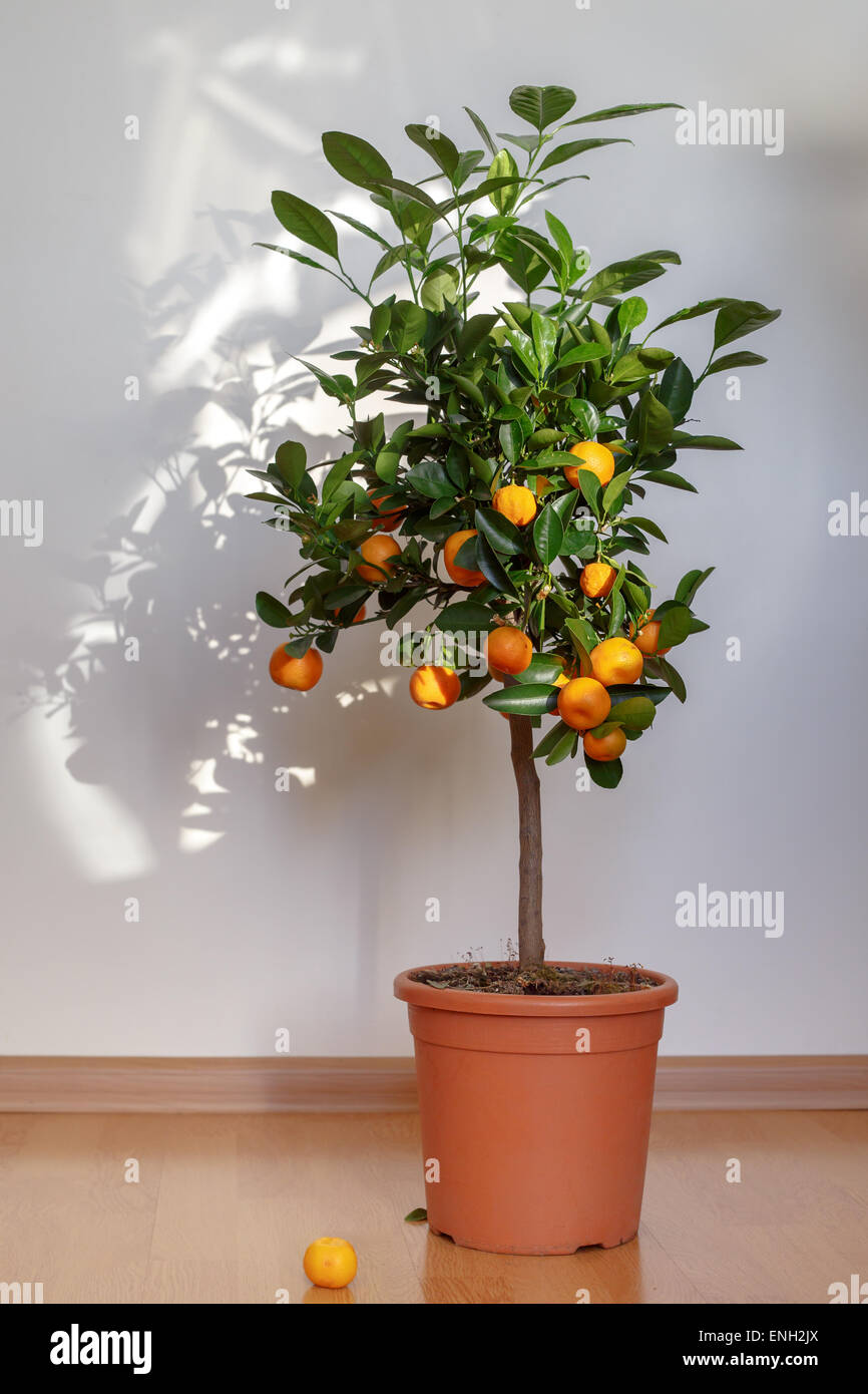 Small tangerine tree in the pot Stock Photo - Alamy Small tangerine tree in the pot Stock Photo - Alamy