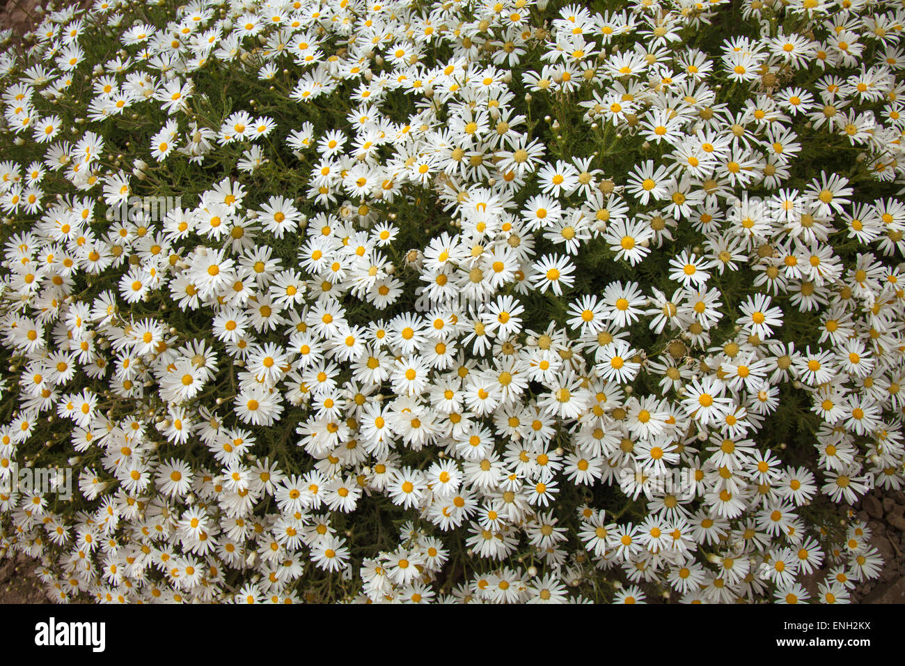 Flora of Gran Canaria - flowering Argyranthemum, Canarian Marguerite ...