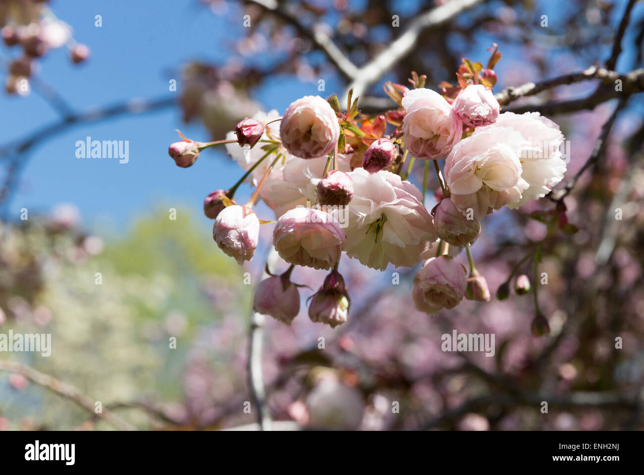 Spring: cherry trees are blooming Stock Photo - Alamy