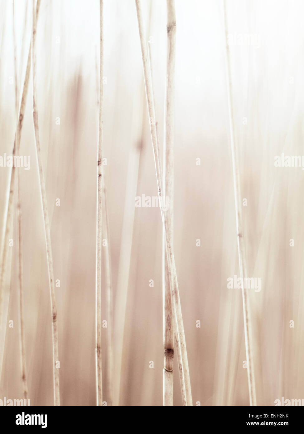 Reeds riverbank hi-res stock photography and images - Alamy