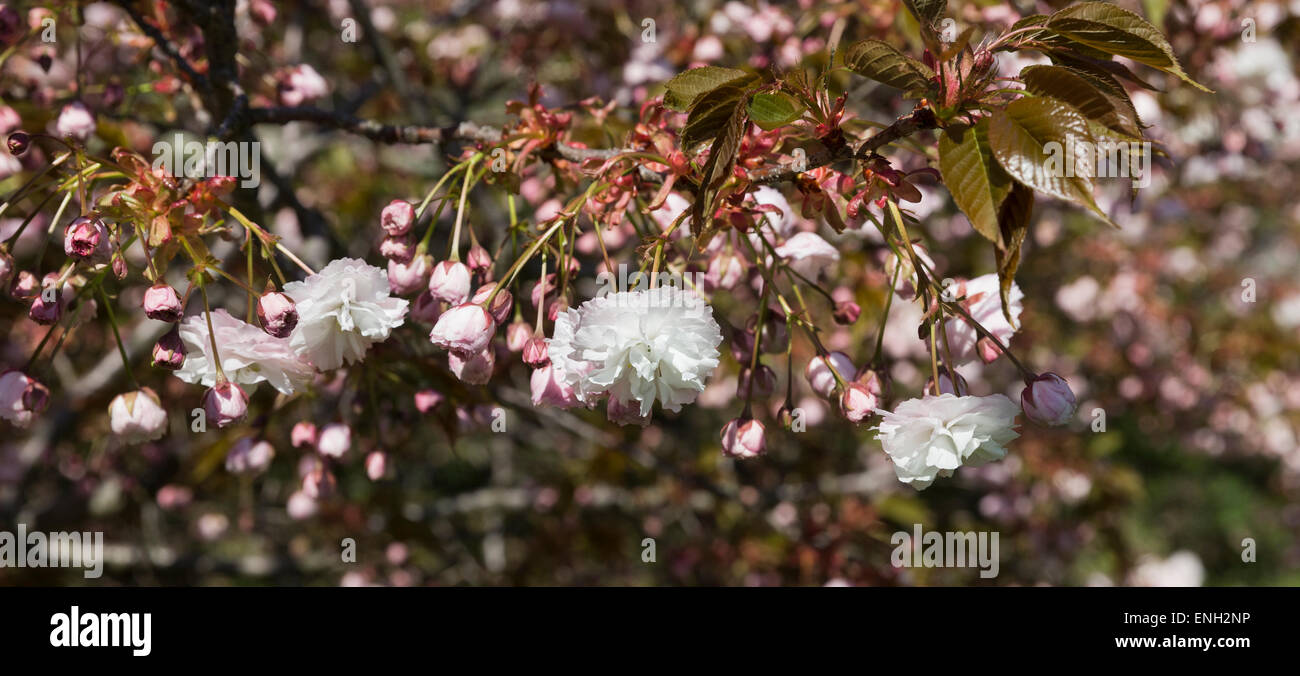 Spring: cherry trees are blooming Stock Photo - Alamy