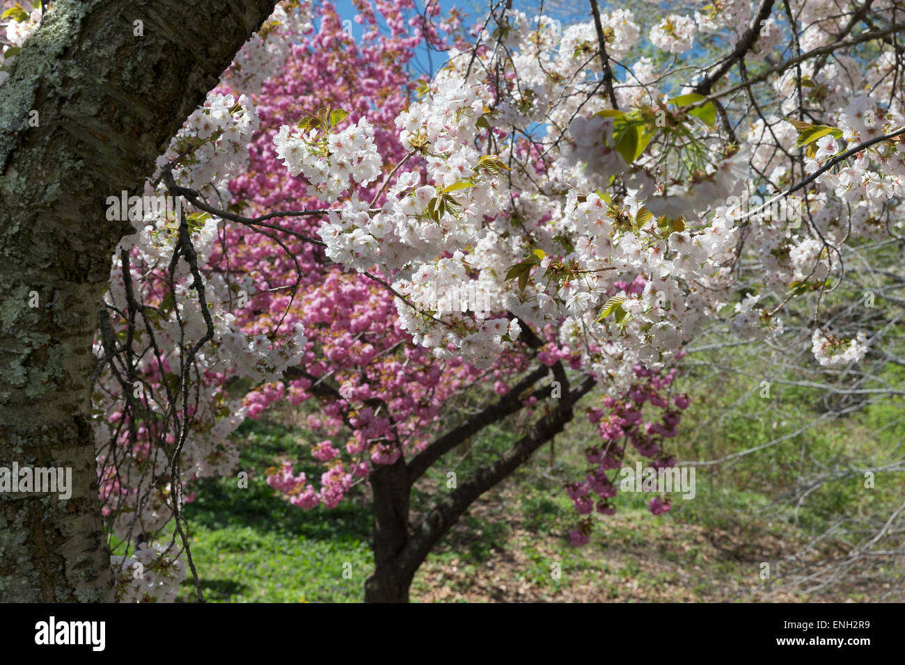 Spring: cherry trees are blooming Stock Photo - Alamy