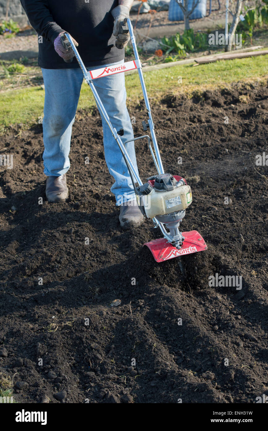 Gardener rotavating a vegetable garden preparing the soil for planting ...