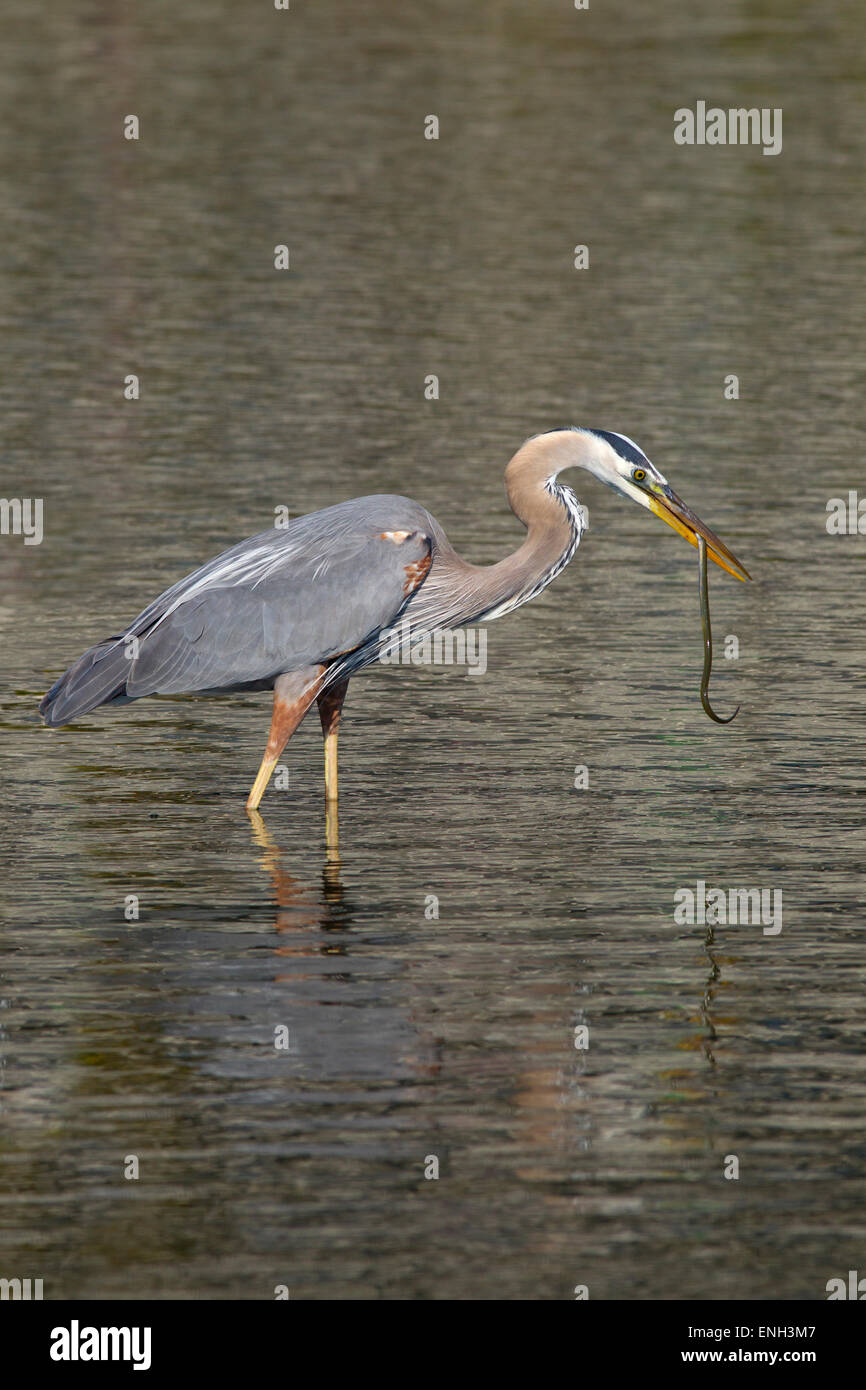 Predator lagoon hi-res stock photography and images - Alamy