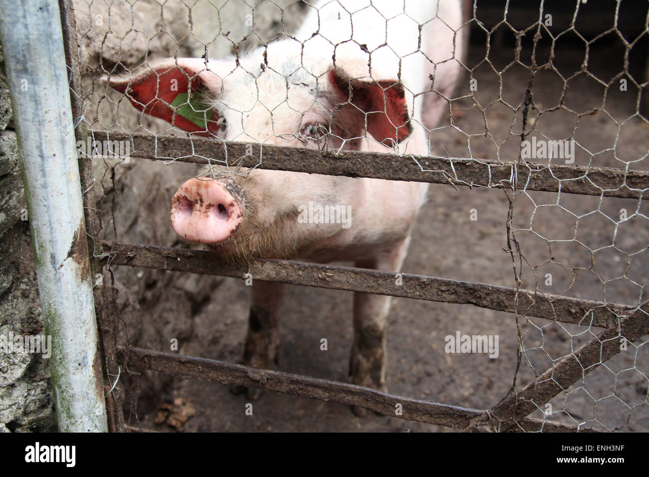 Pig in an old-fashioned sty Stock Photo - Alamy