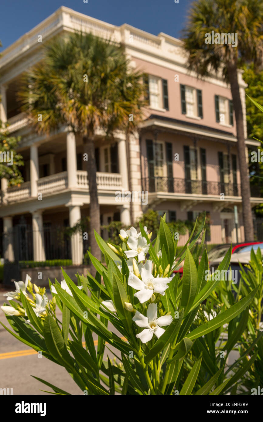Oleander blooms at the Edmonston-Alston House on East Battery in ...